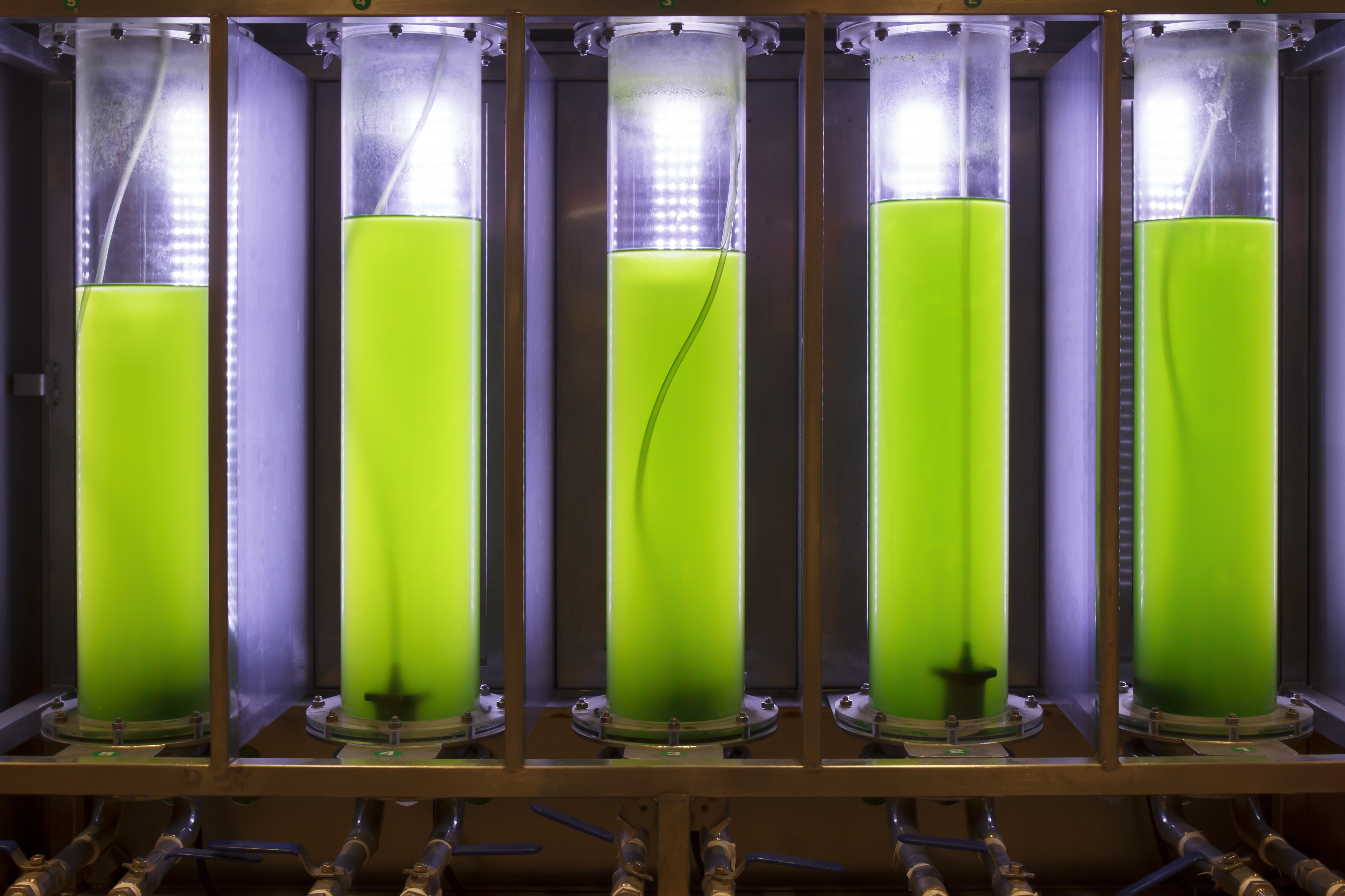 Algal Photobioreactor - techDetector