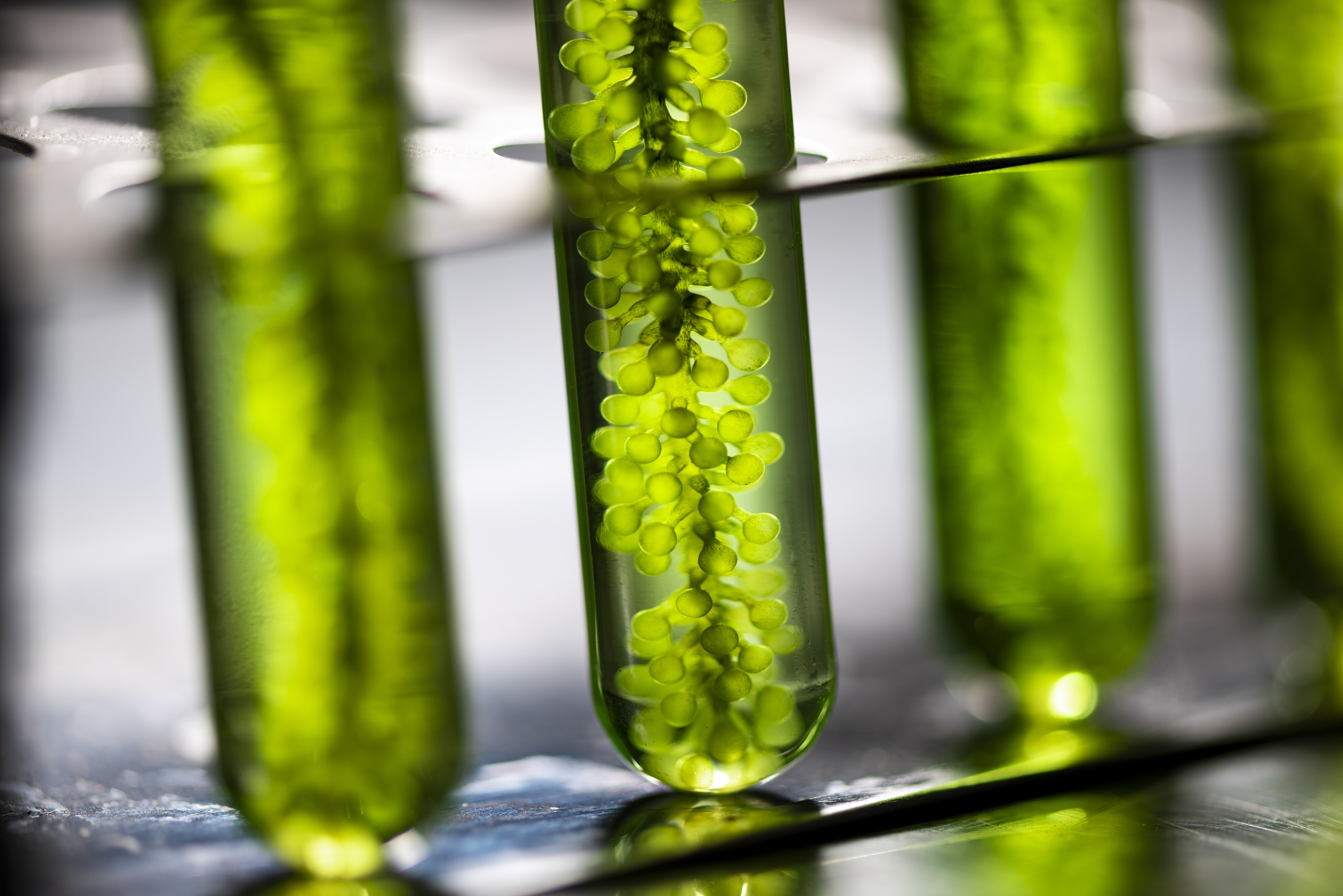 Algae Protein - techDetector