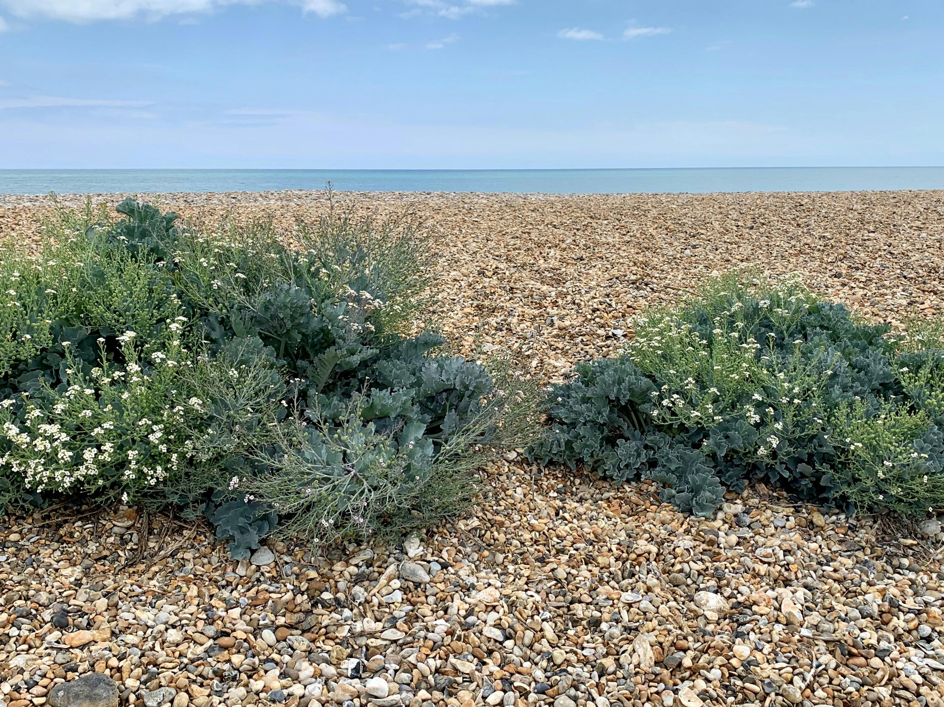 Vegetated Shingle | Destination Selsey