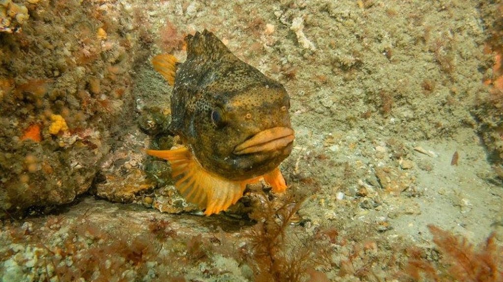 Lumpsucker | Destination Selsey