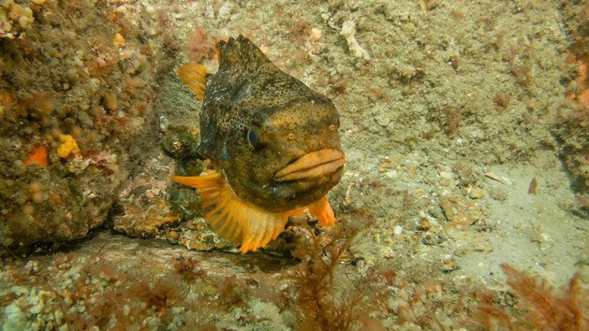 Lumpsucker | Destination Selsey