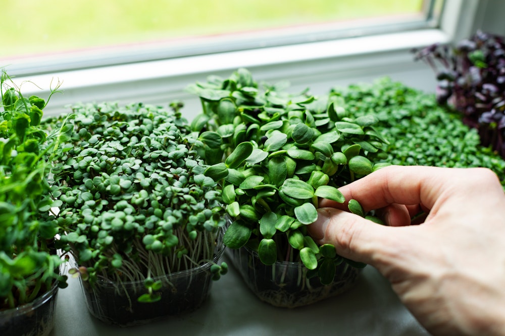 Microgreens - Lifesum
