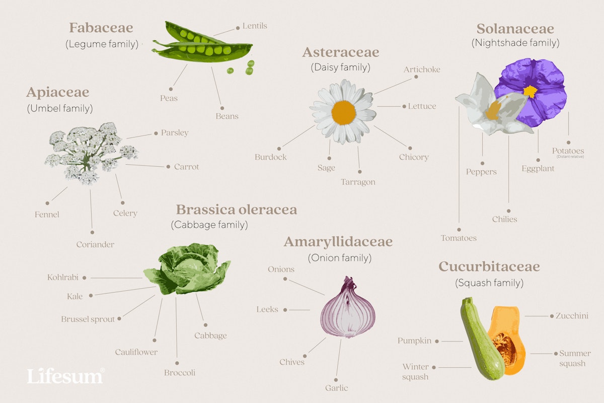 Family Tree of Foods - Lifesum