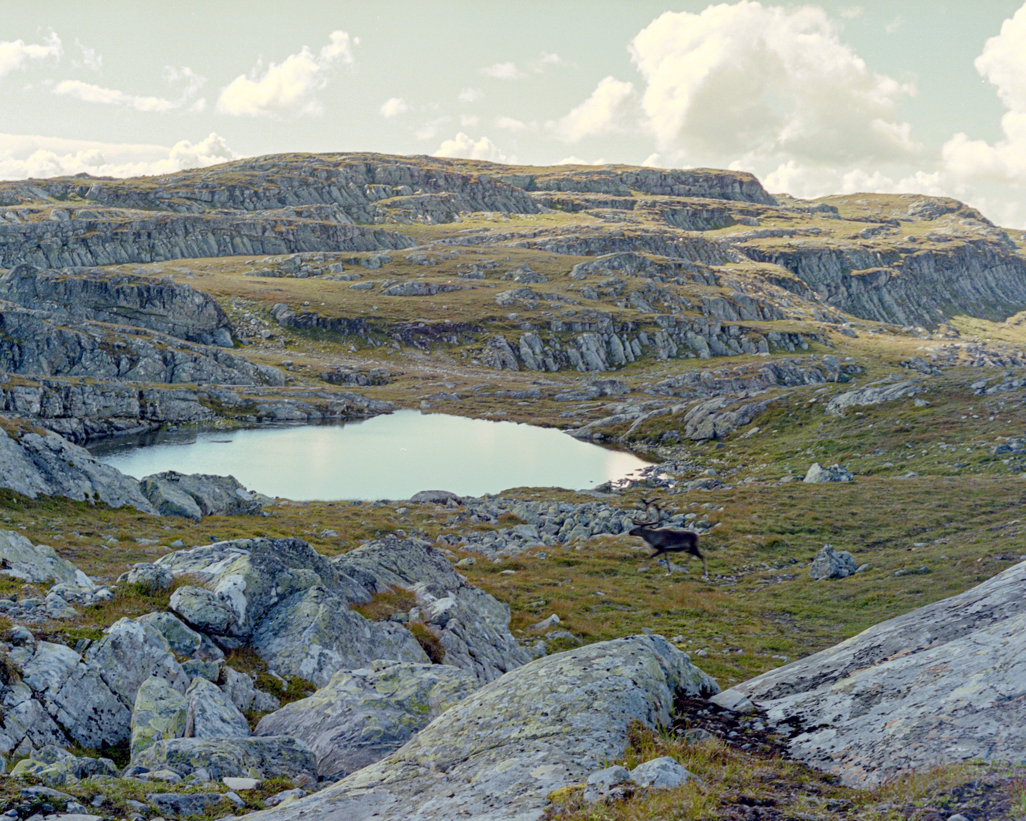 A Trail Odyssey, A Swedish Glossary | Tracksmith