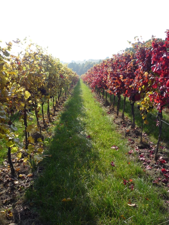 About wine – discover its taste, origin and stories | Wines from Czech ...