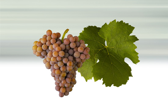 Pálava | Wines from Czech Republic