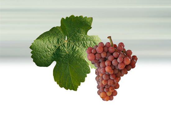 Traminer red | Wines from Czech Republic