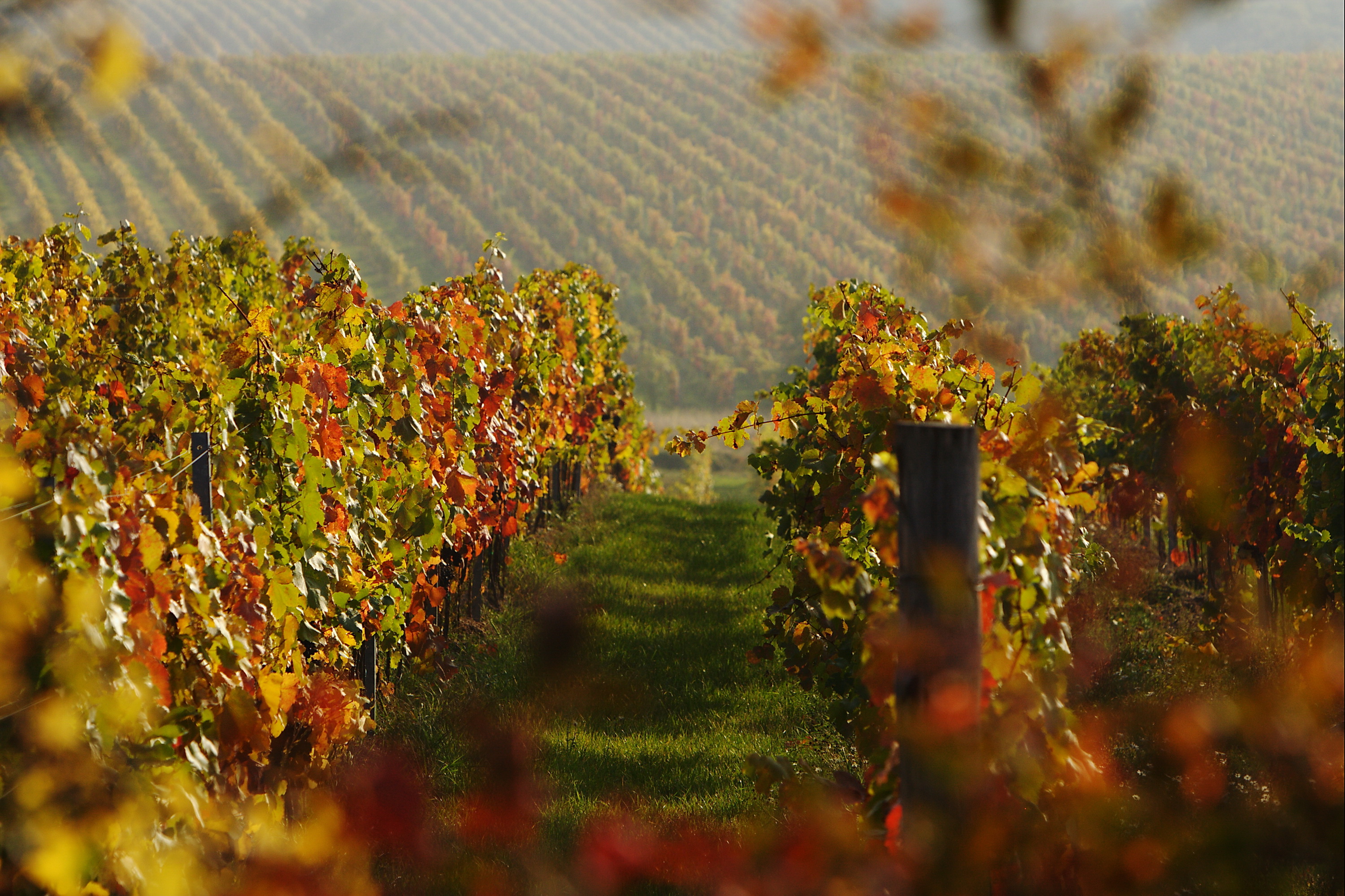 Vinařská oblast Morava – největší vinařský region s bohatou škálou vín ...