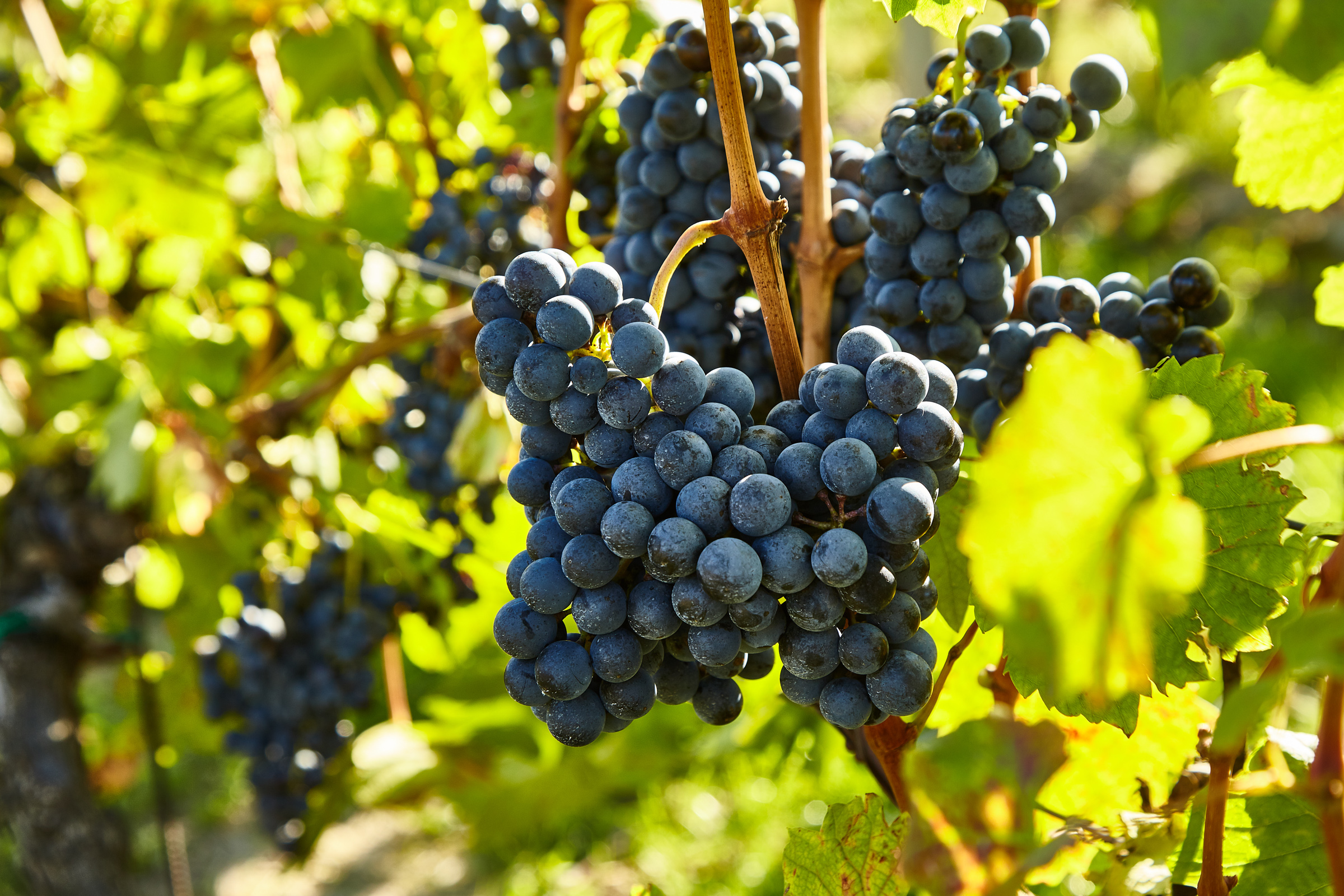 Local and educational wine trails | Wines from Czech Republic