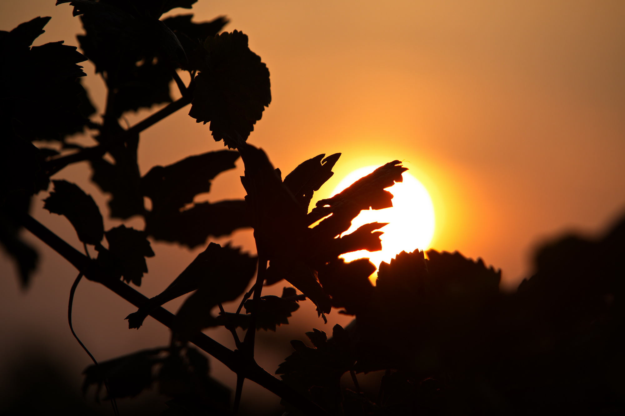 Wine trails in Bohemia | Wines from Czech Republic