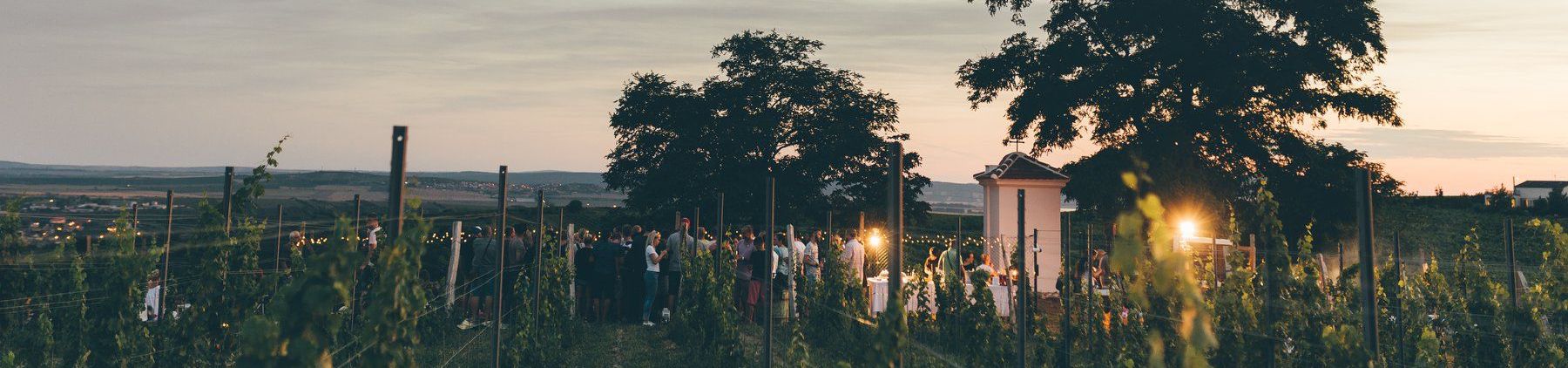 Wine tours and experiences | Wines from Czech Republic