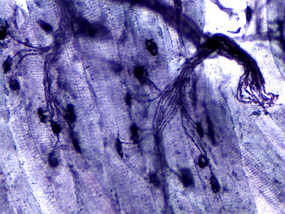 Course - Muscle Cell Structure and Function