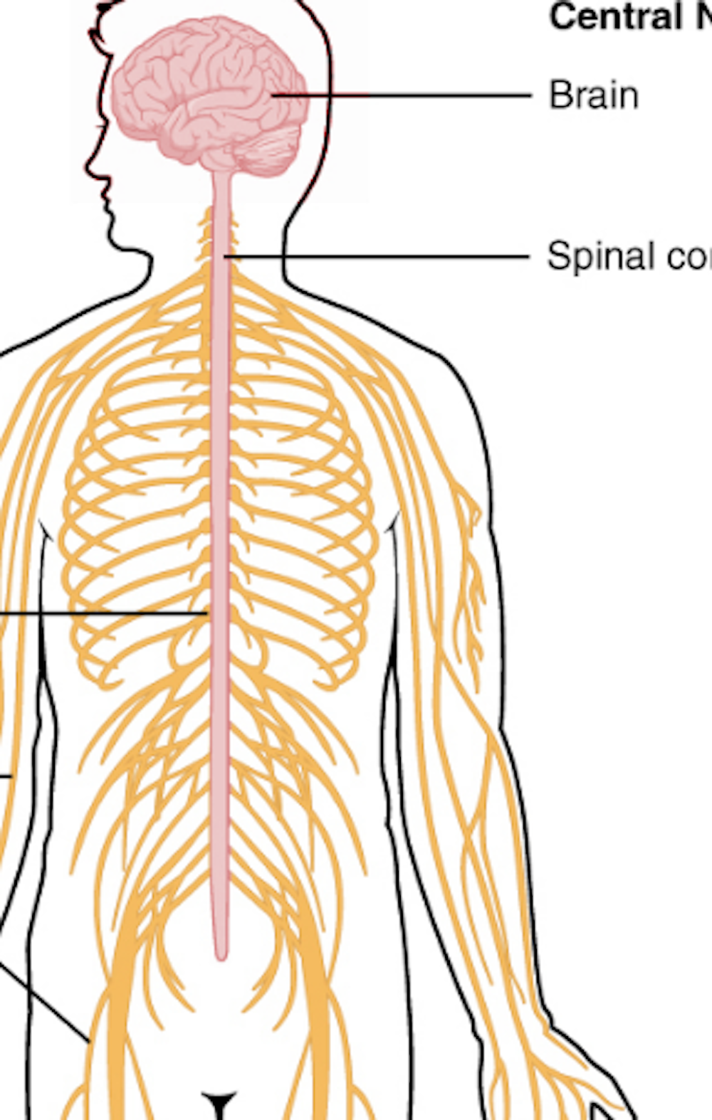 Course - The Human Movement System