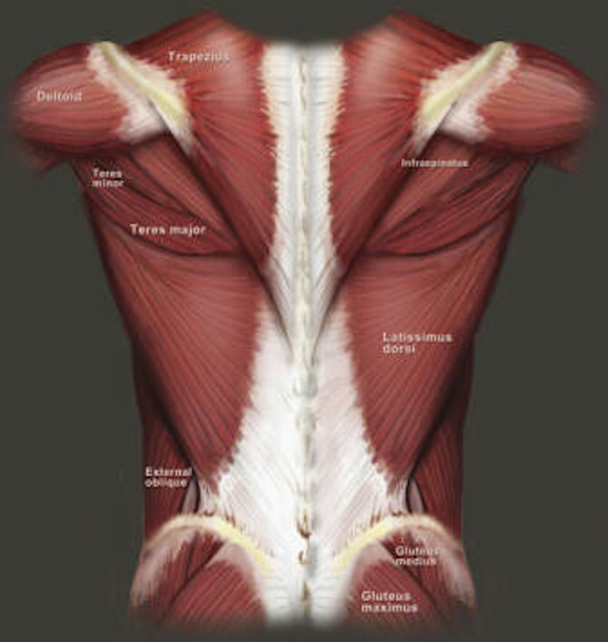 Course - Functional Anatomy of the Upper Body