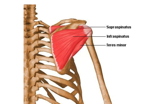 Transversospinalis Rotatores