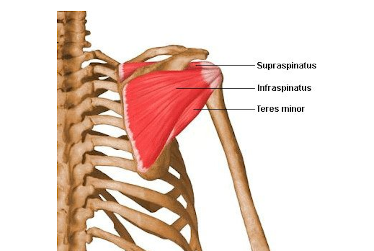 Course - Rotator Cuff