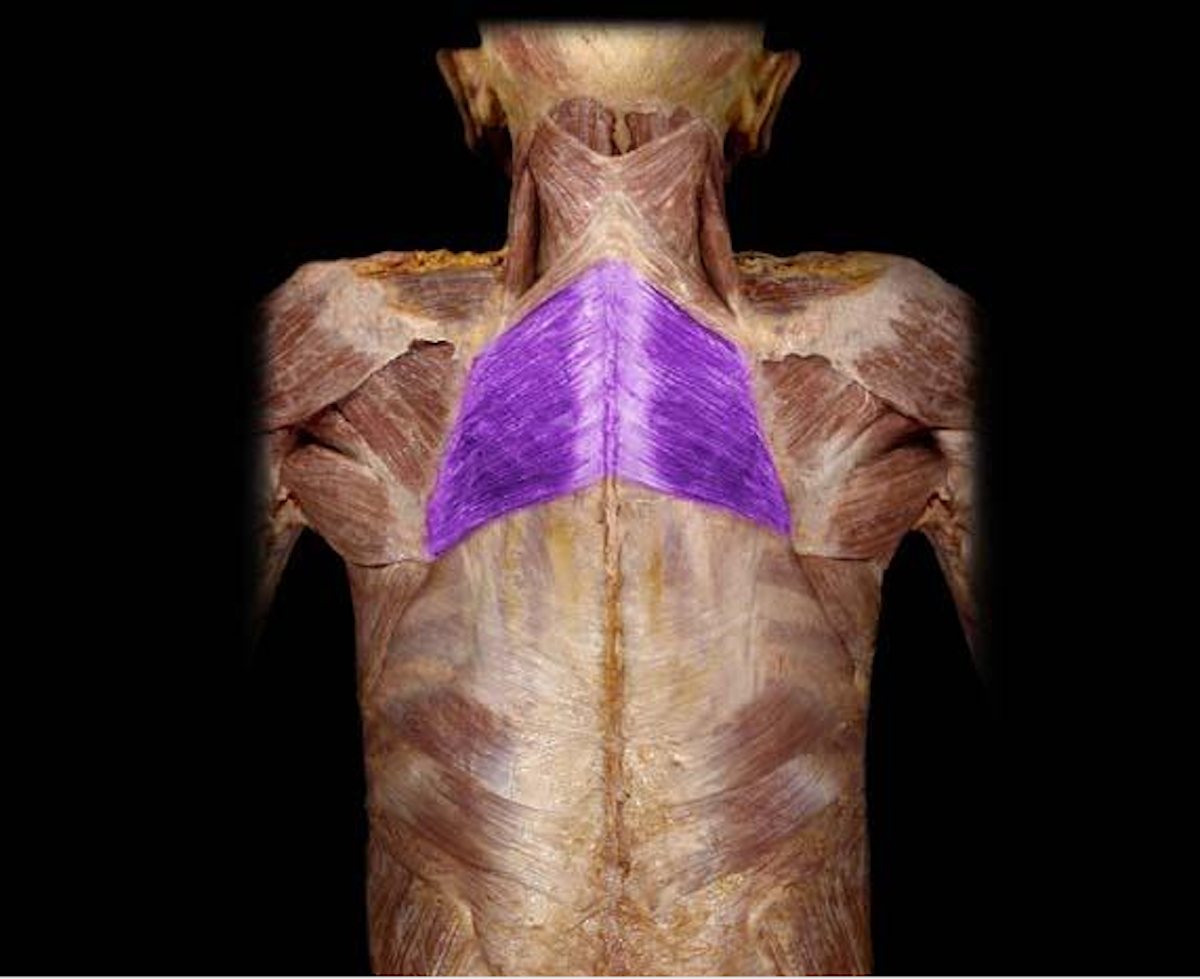 Rhomboid Minor Cadaver