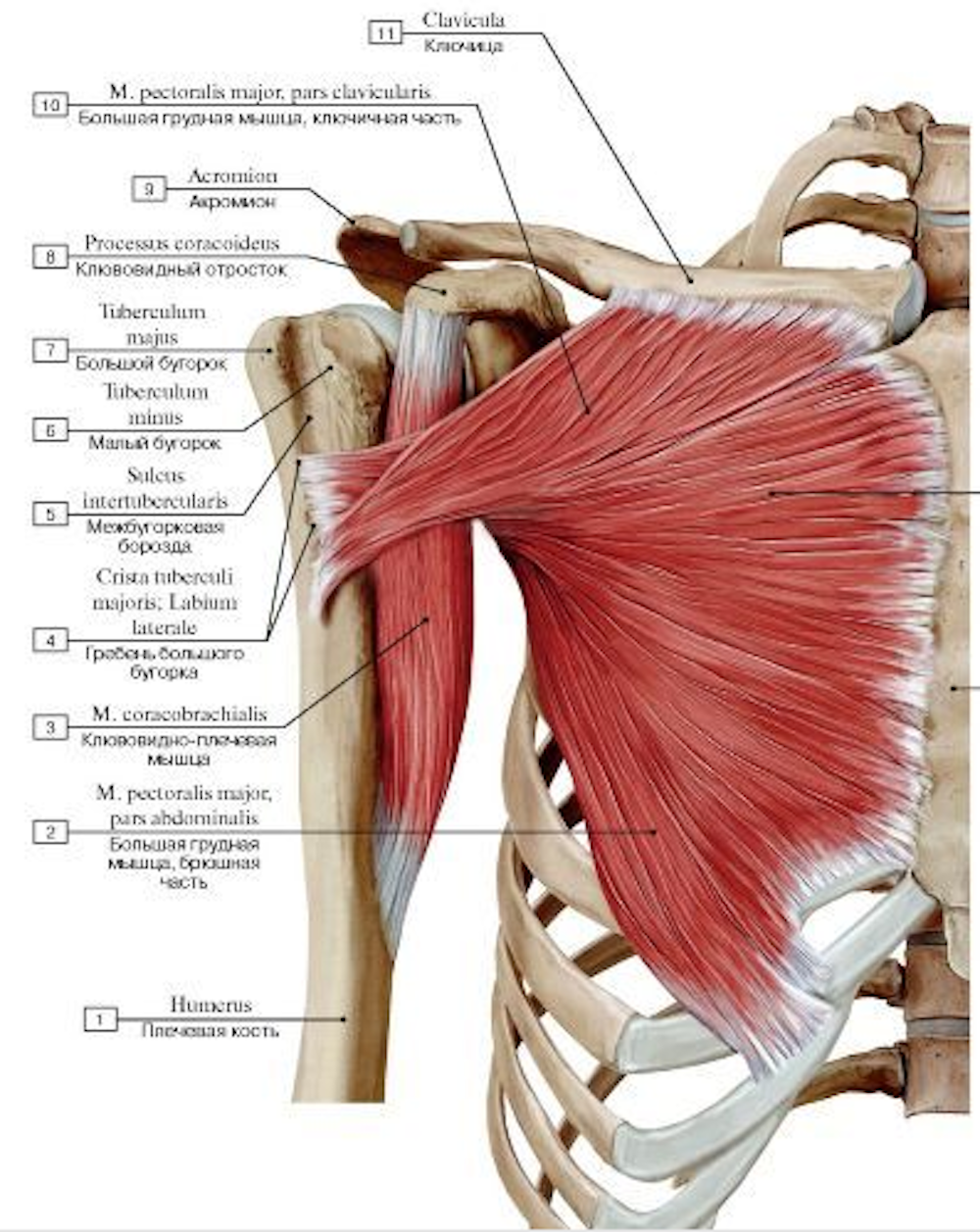 Course - Coracobrachialis