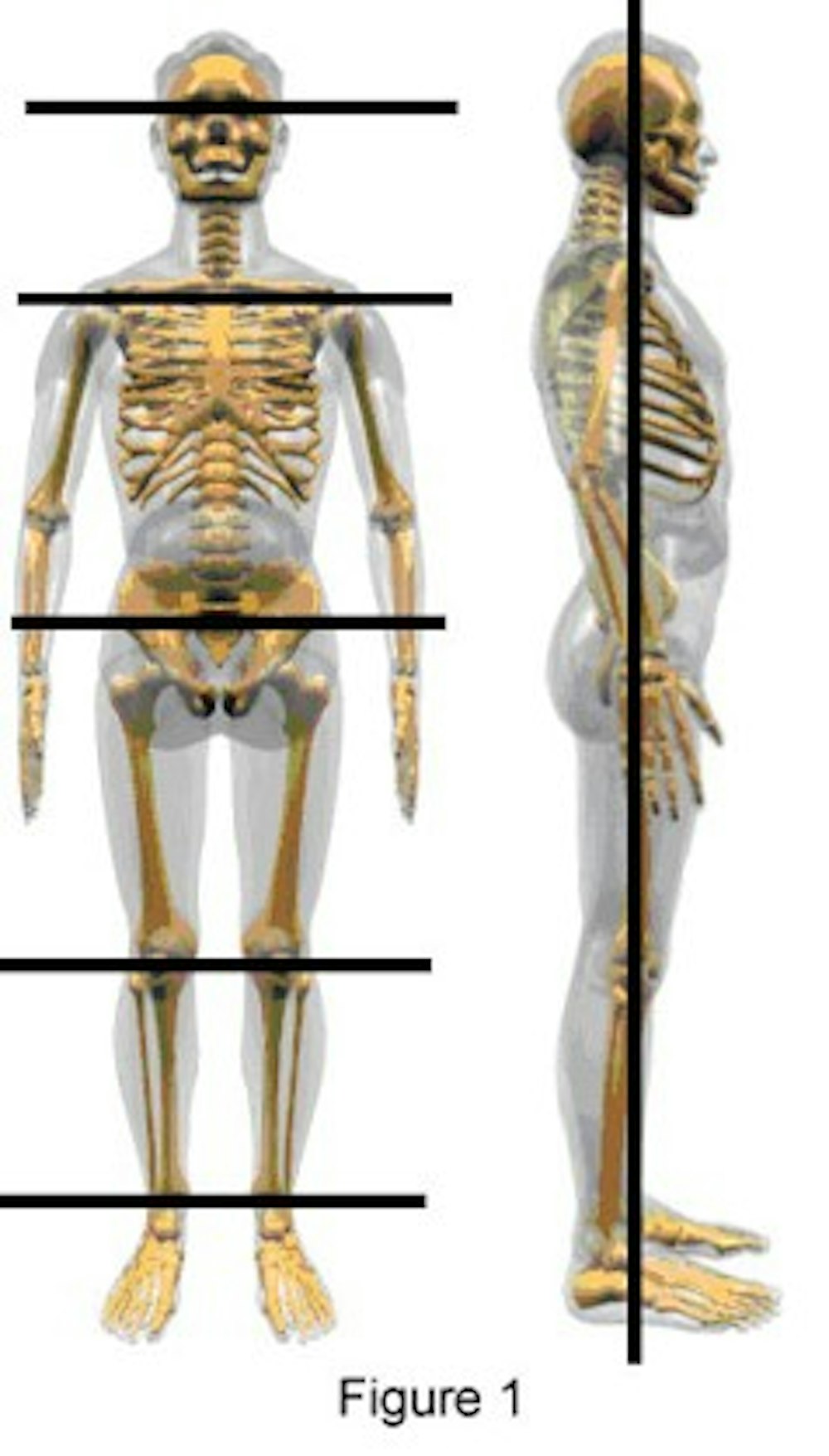 Course - Introduction to Human Movement Science