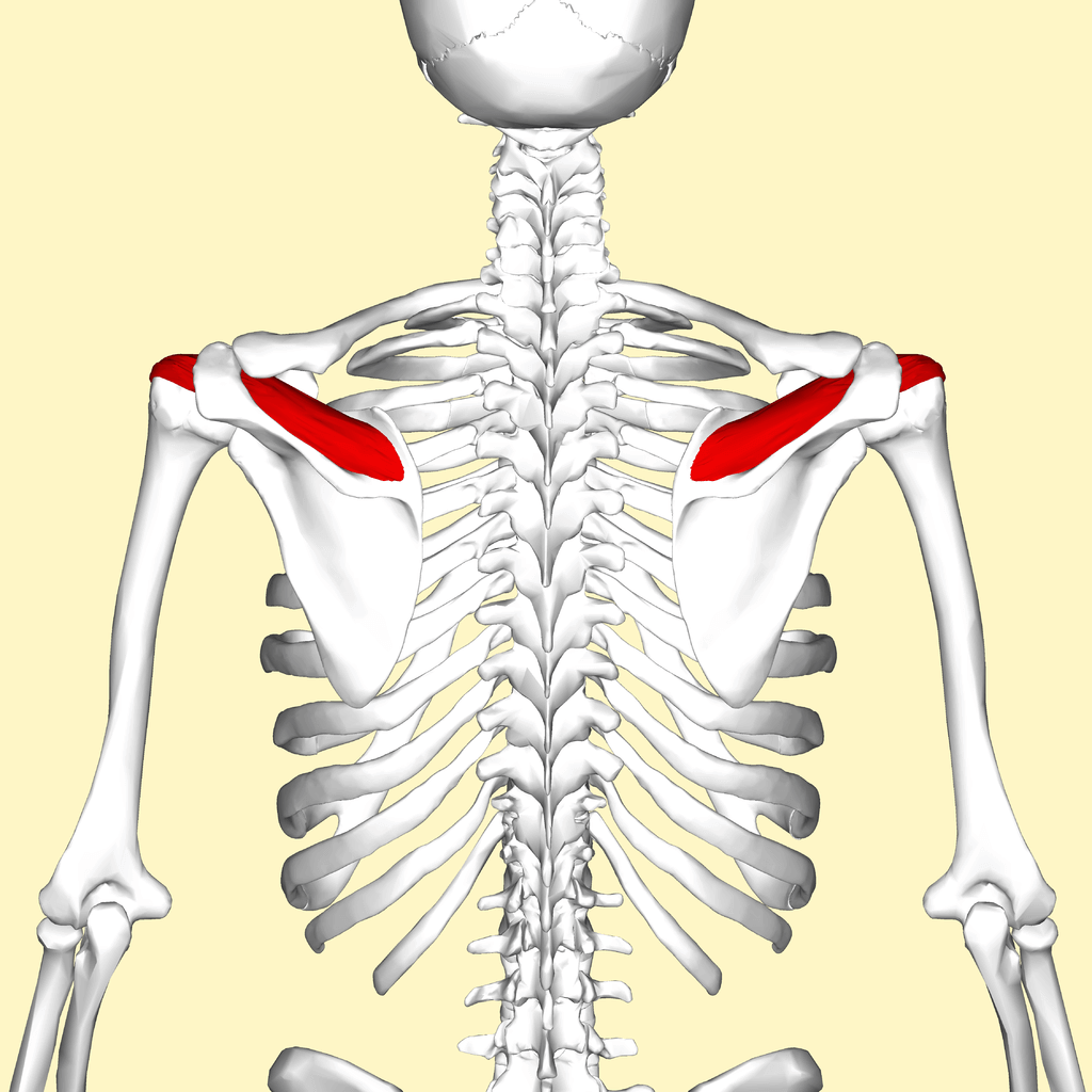 Supraspinatus Trigger Point
