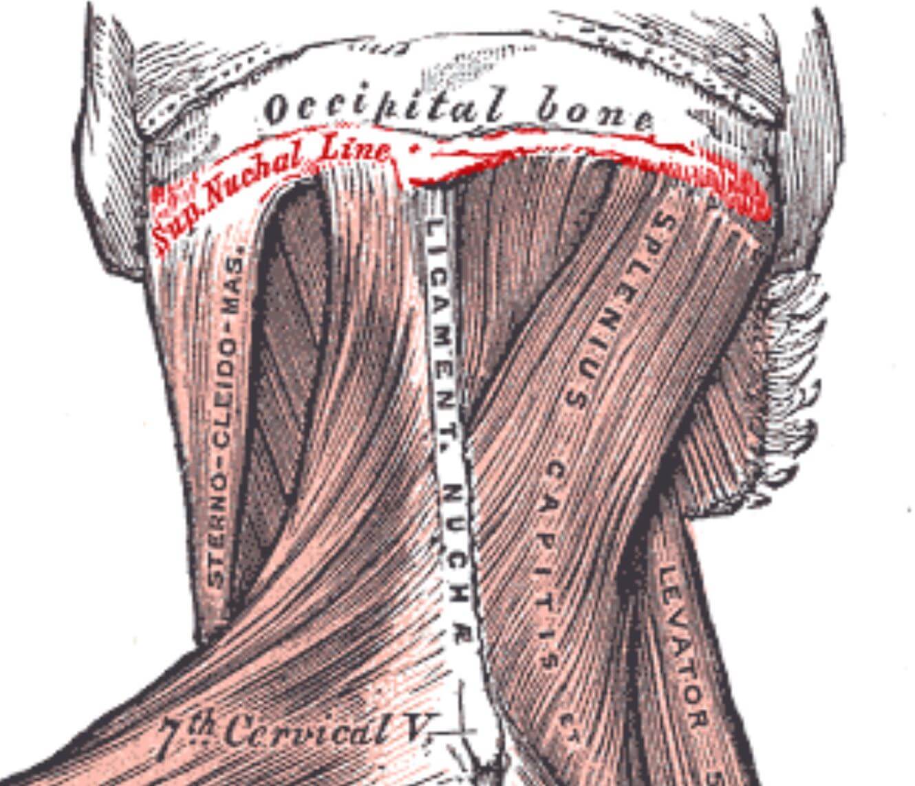Nuchal Ligament Cadaver
