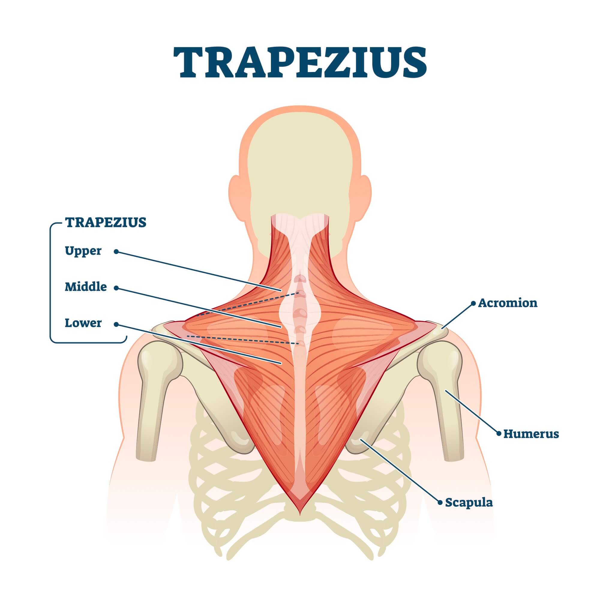 Upper Trapezius Origin And Insertion Upper Trapezius Origin And Insertion