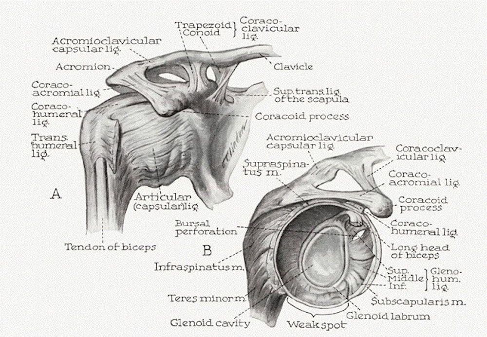 Course - Shoulder (Glenohumeral) Joint