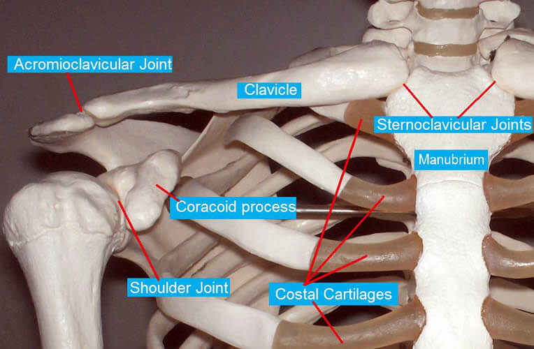 Sternoclavicular Joint And Acromioclavicular Joint