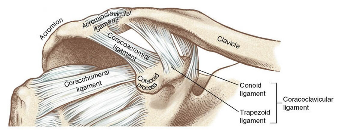 Inferior Acromioclavicular Ligament