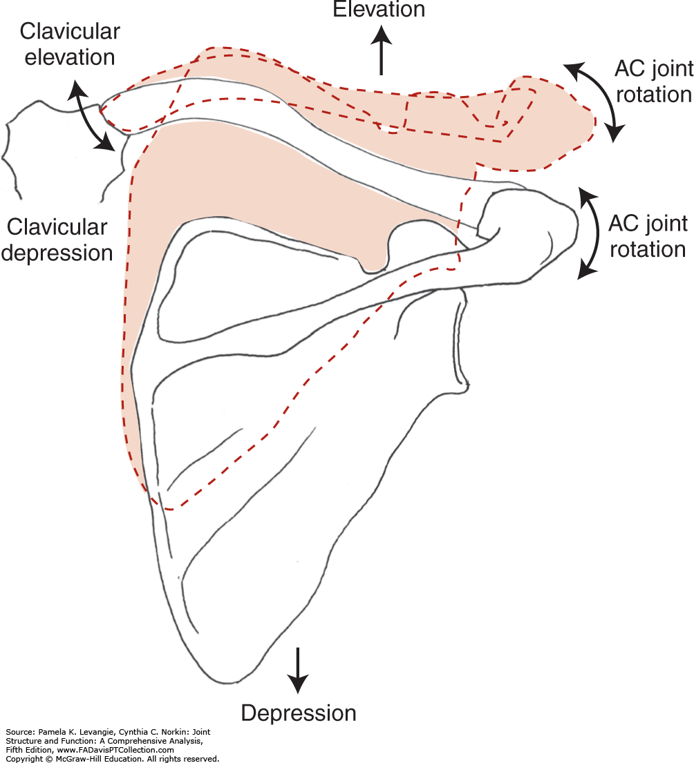 Sternoclavicular Joint And Acromioclavicular Joint