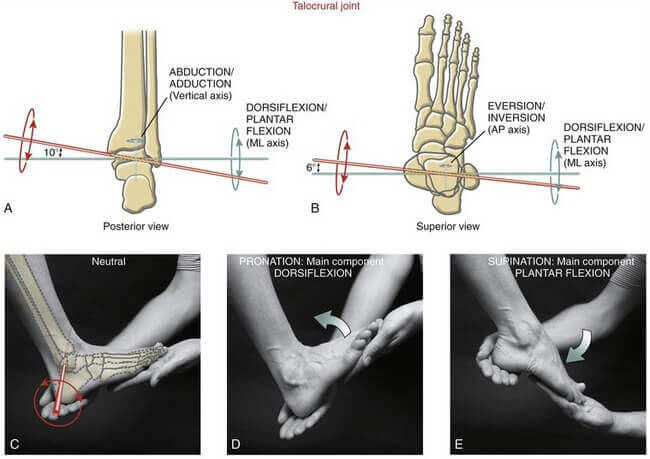 Ankle Joint Range Of Motion