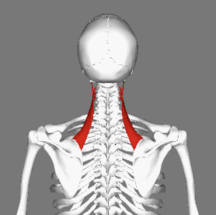 Levator Scapulae Stretch