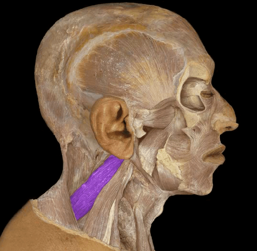 Levator Scapulae Cadaver