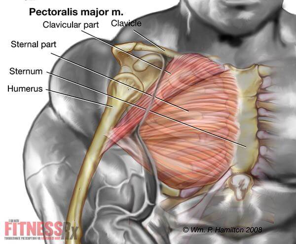 Pectoralis Major Muscle Diagram