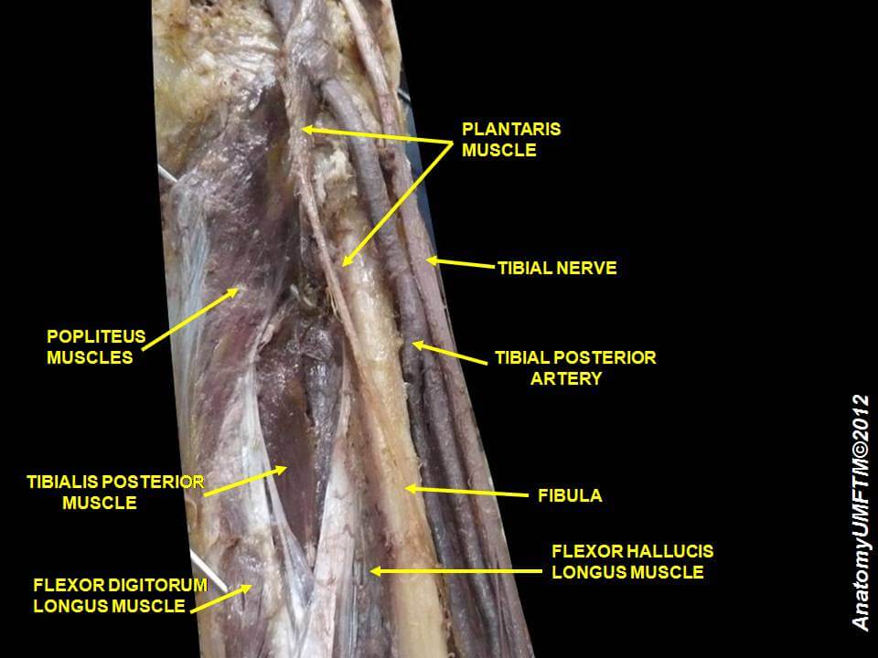 Popliteus