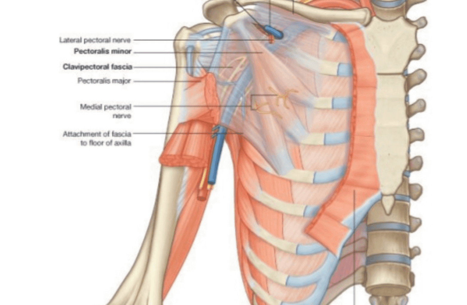 Pectoralis Minor Cadaver