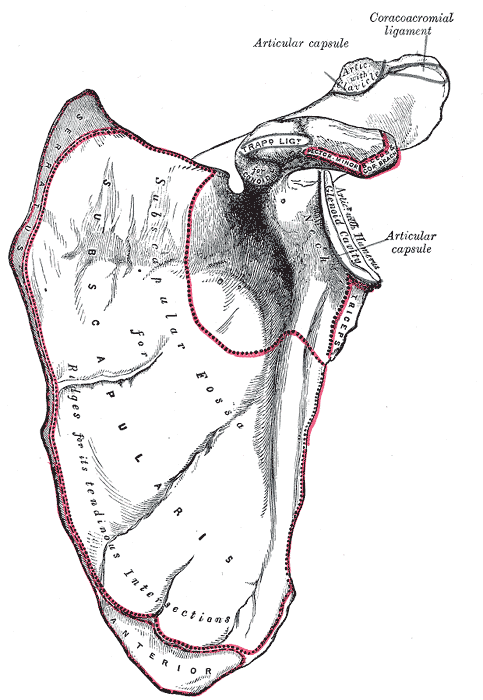 Subscapular Fossa