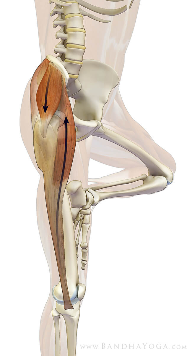 Tensor Fascia Lata Stretch