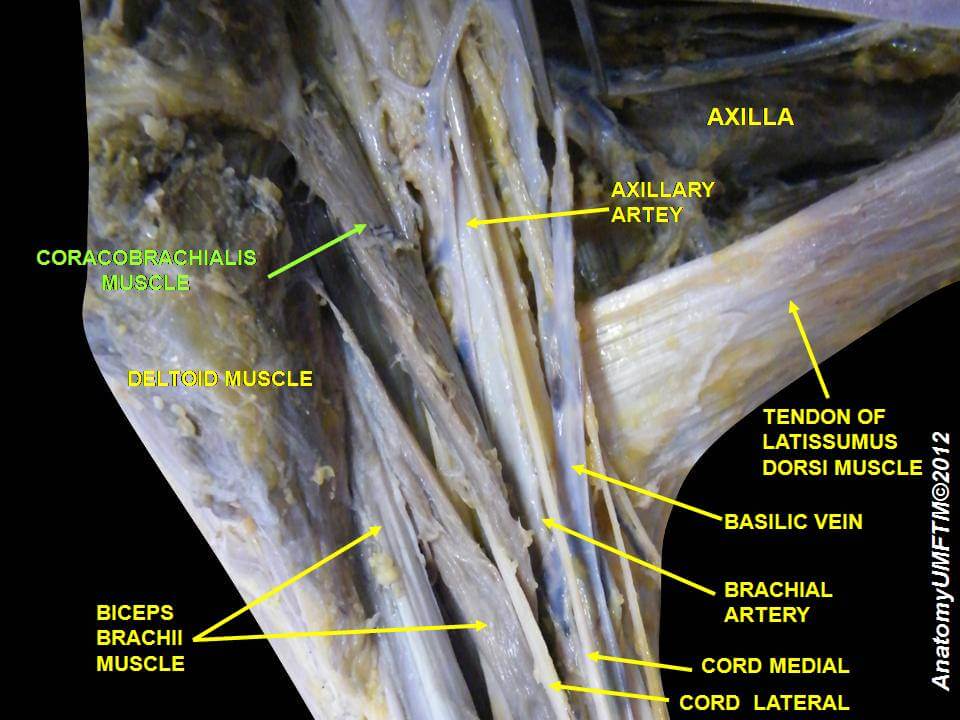 Biceps Brachii Cadaver