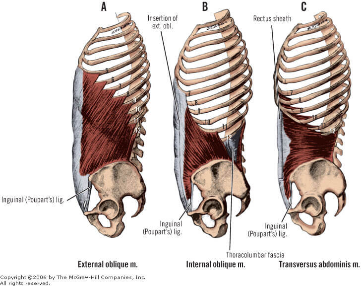 Internal Oblique Origin And Insertion