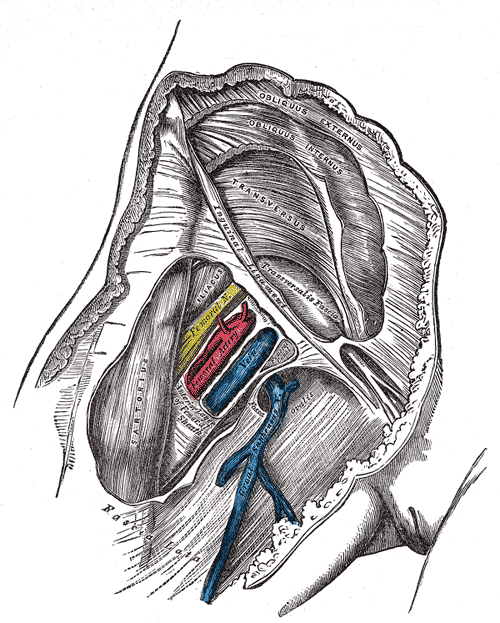 External Obliques