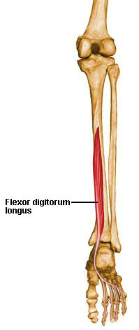 Tibial Posterior Flexor Digitorum Longus Flexor Hallucis Longus