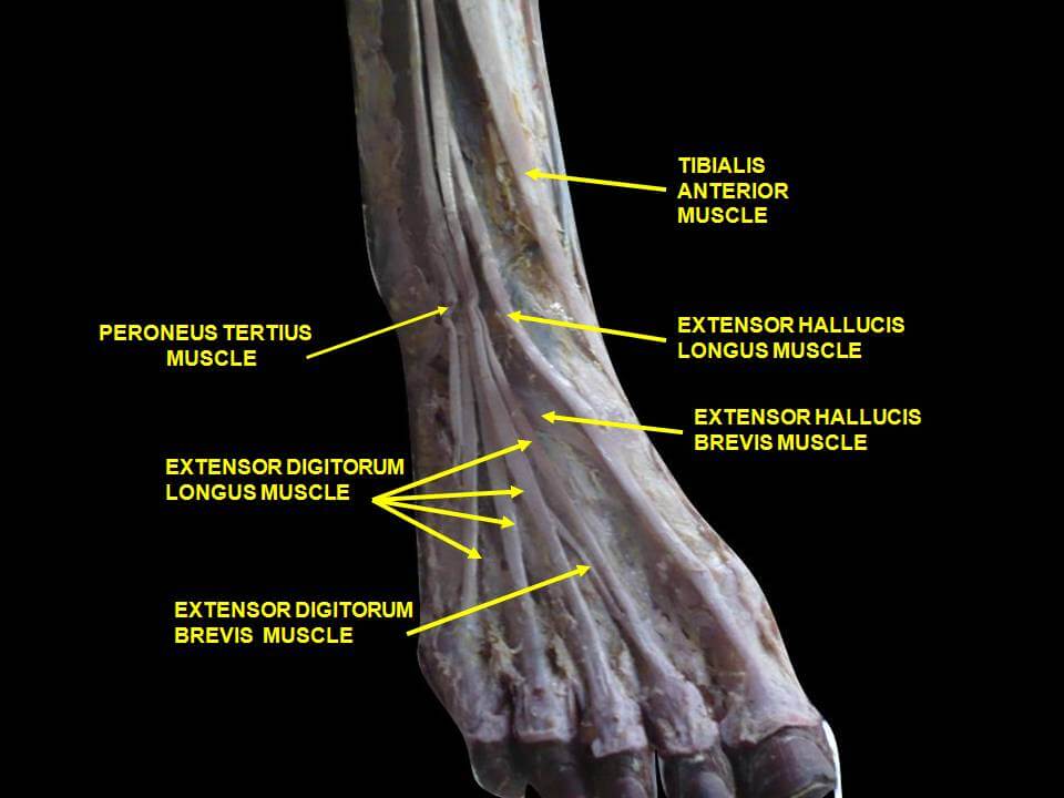 Extensor Hallucis Longus Palpation