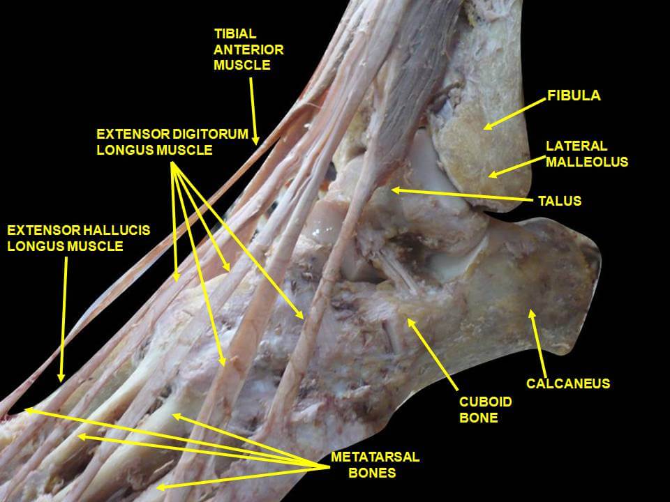 Tibialis Anterior Tendon Insertion