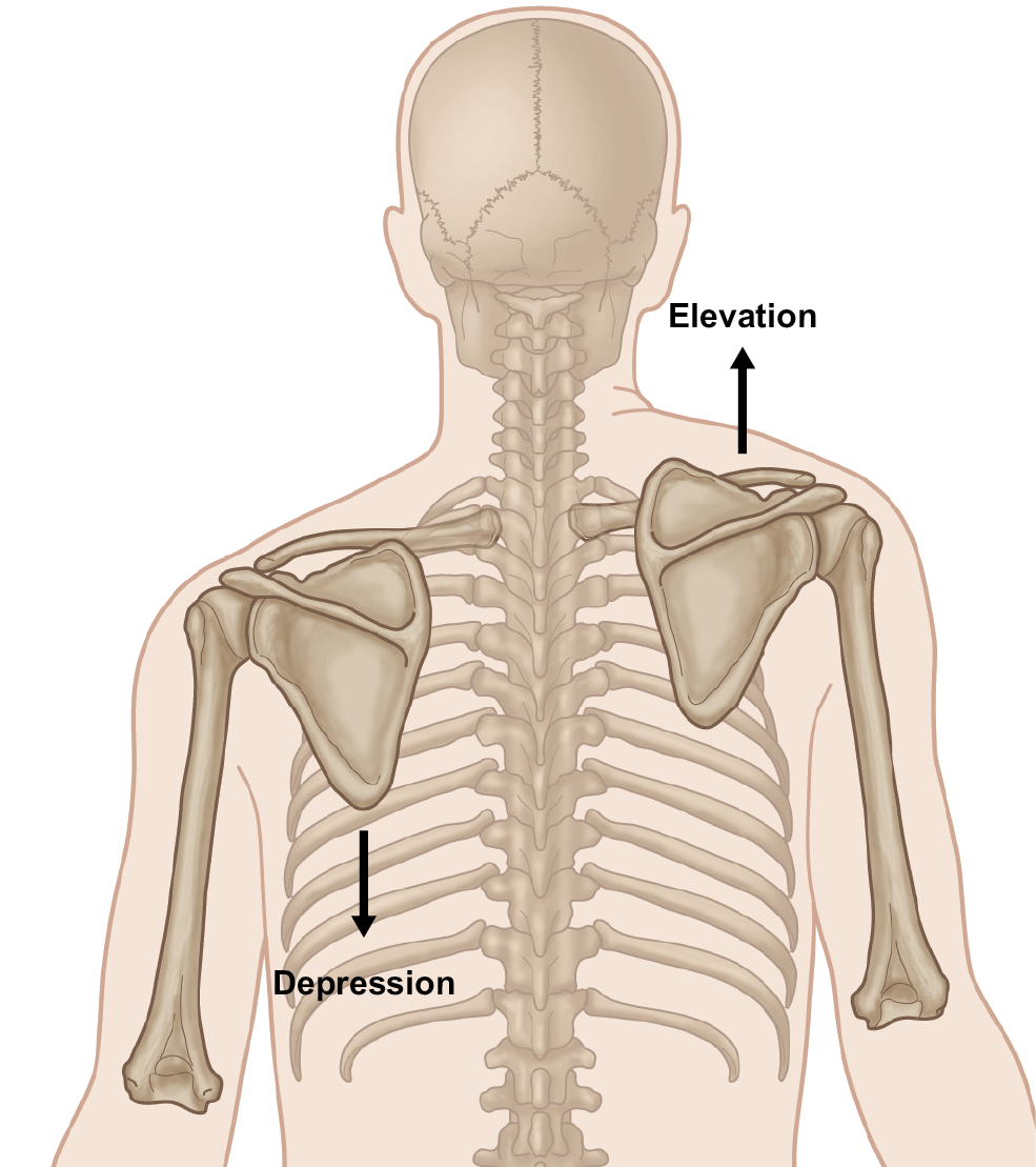 Elevation And Depression Anatomy