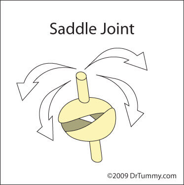 Saddle Joint Diagram