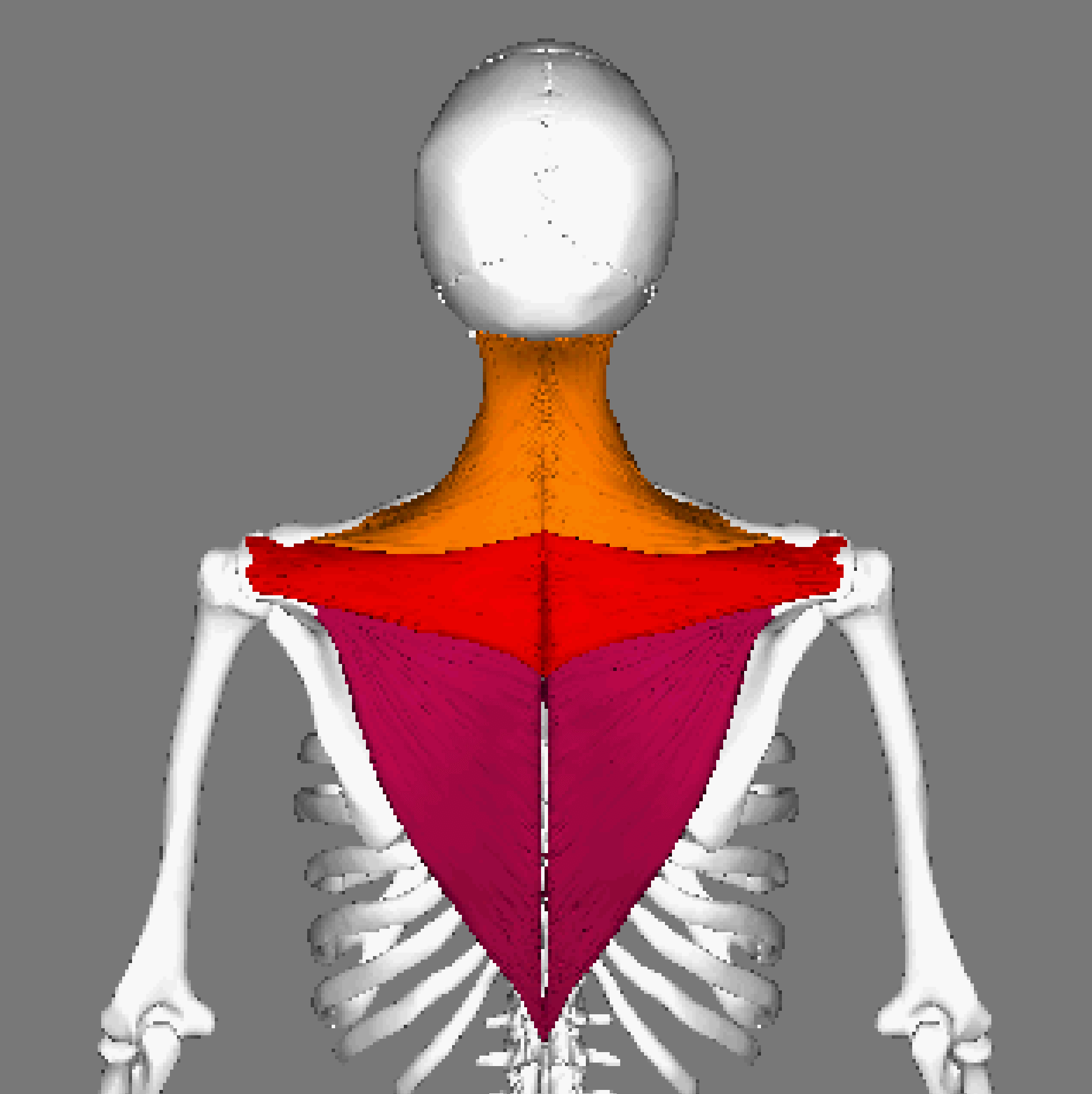 Scapula Muscle Attachments