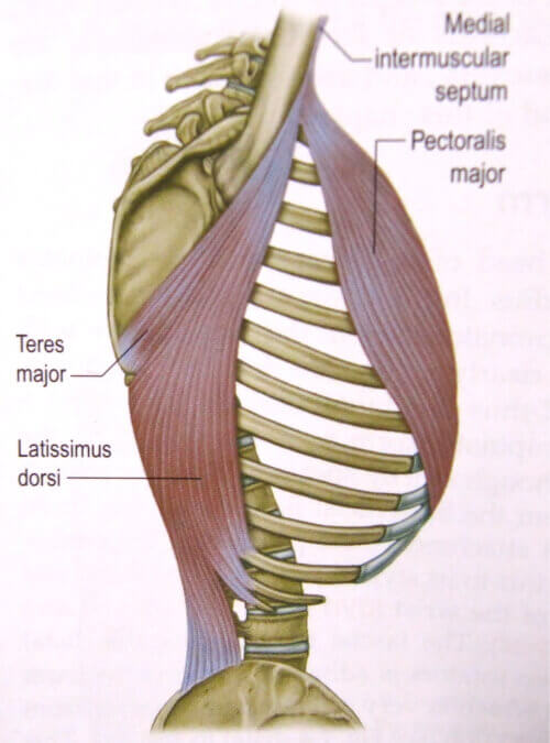 Teres Major And Latissimus Dorsi