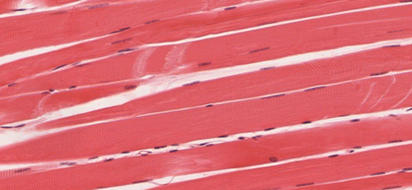 Pigment Biology | Brookbush Institute Glossary