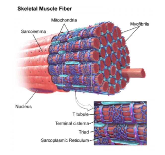 Muscle Cell | Brookbush Institute Glossary